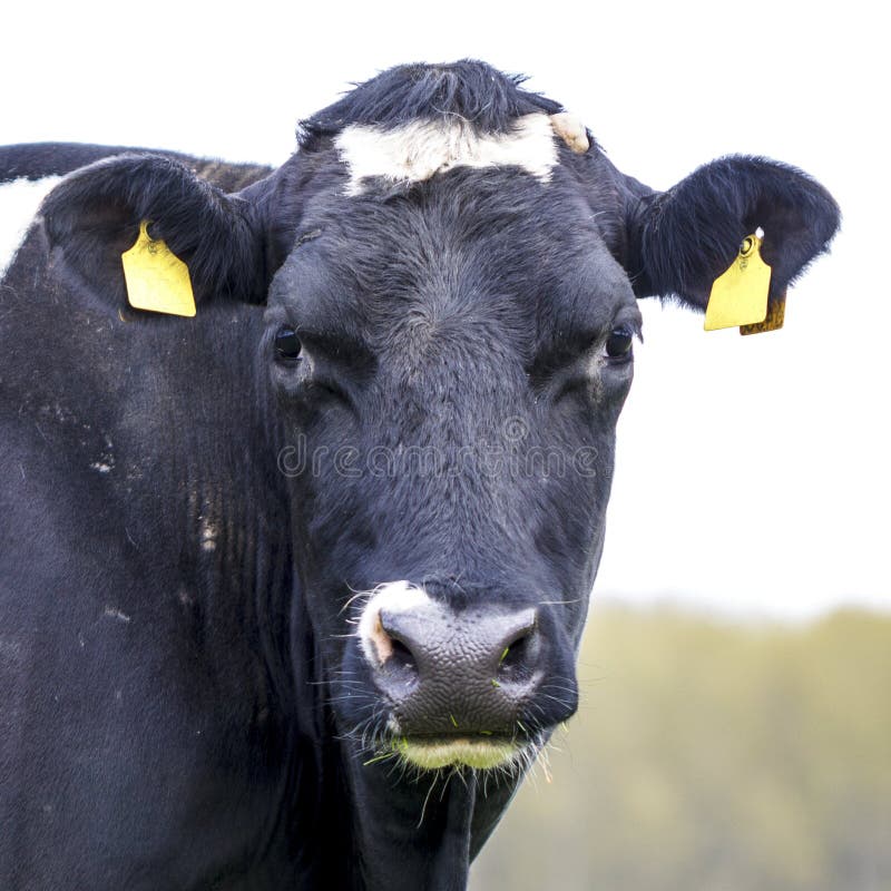 Dutch cow stock image. Image of landscape, dutch, eating - 100791529