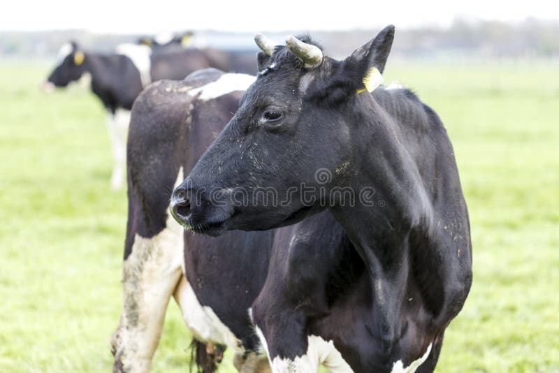Dutch cow stock image. Image of farm, grass, eating - 100791635