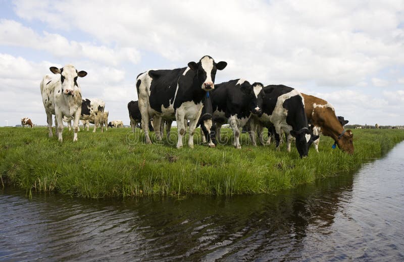 Dutch cows stock photo. Image of brown, cattle, farming - 14150846