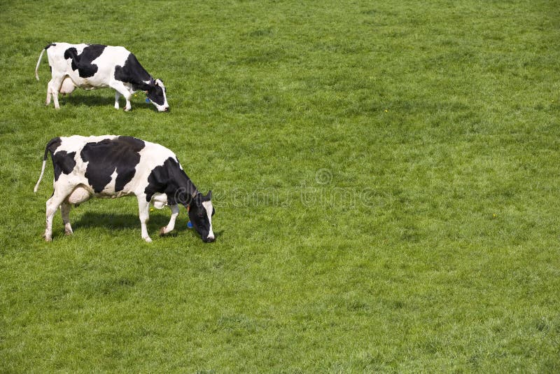 Dutch cows stock photo. Image of grassland, farming, dutch - 14210606