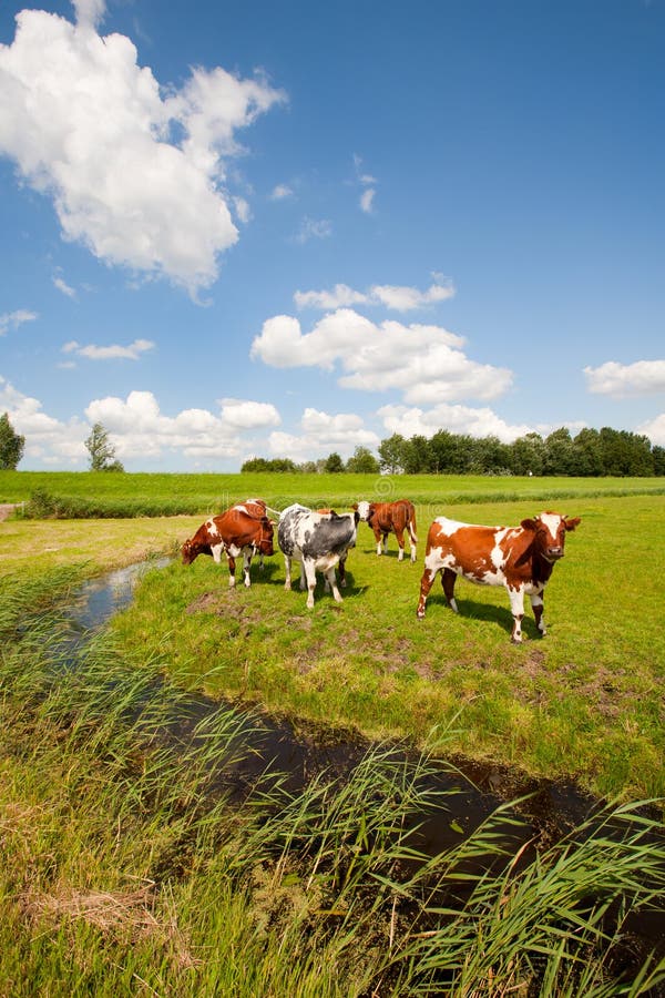 Dutch cows stock photo. Image of rural, country, grassland - 26131208