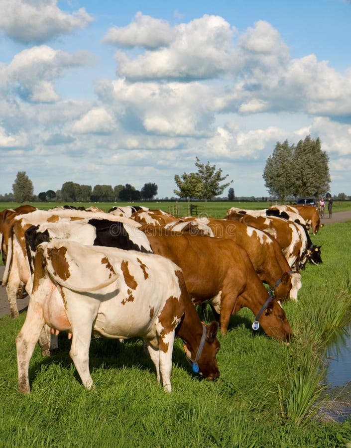 Typical Dutch cows stock image. Image of country, agricultural - 890789