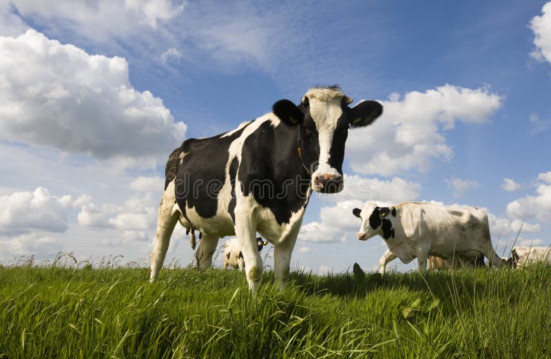 Dutch cows stock image. Image of dutch, farming, dairy - 9263595