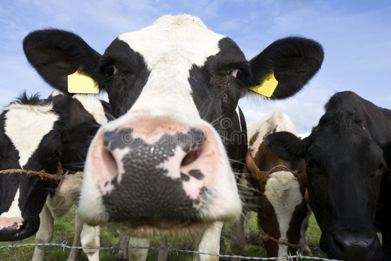 Dutch cows stock image. Image of beast, dutch, beef, cattle - 9275693