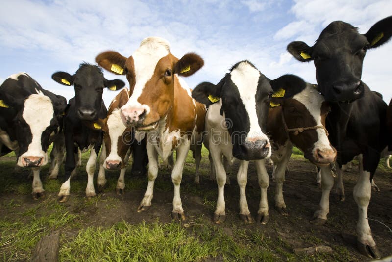 Dutch cows stock image. Image of netherlands, meadow, rural - 9276605