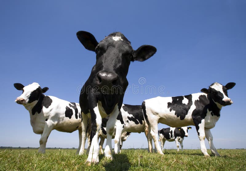 Dutch cows stock image. Image of grassland, grazing, farmland - 9656075