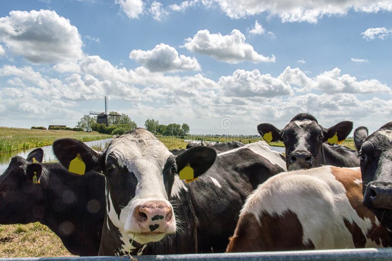 Dutch Cows stock image. Image of grass, holland, netherlands - 55844931
