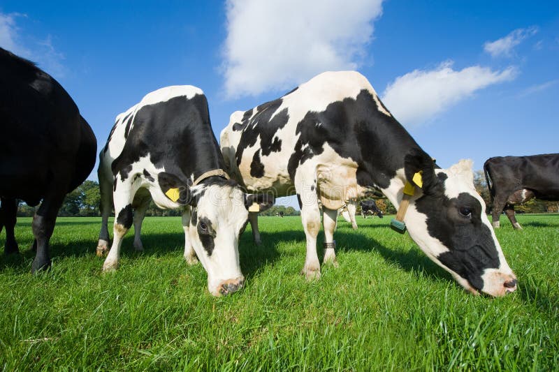Dutch cows stock photo. Image of milking, countryside - 102560226