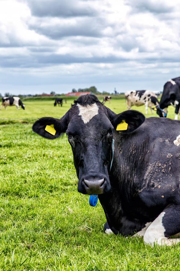 Dutch Cows stock image. Image of grazing, farming, healthy - 54682651