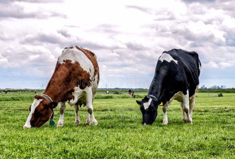 Dutch Cows stock image. Image of farmland, green, agriculture - 54682909