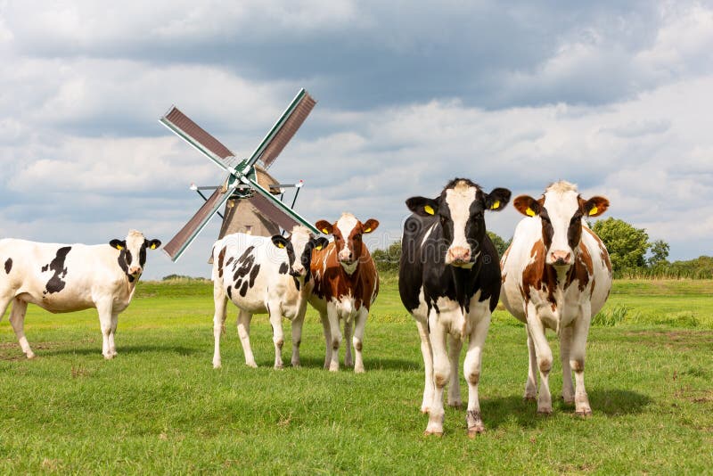 5 Dutch Cows in Front of a Historic Windmill Stock Image - Image of ...