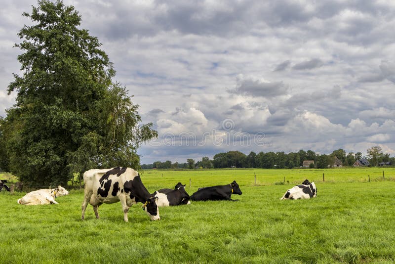 Dutch cows landscape stock photo. Image of province - 302863218