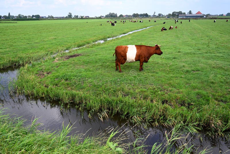 Dutch Cows on the Pasture, Green Meadow in Netherlands Stock Photo ...