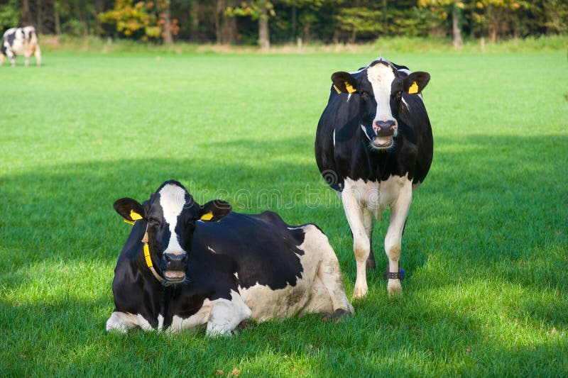 Dutch cows stock image. Image of industry, animal, milking - 102560301