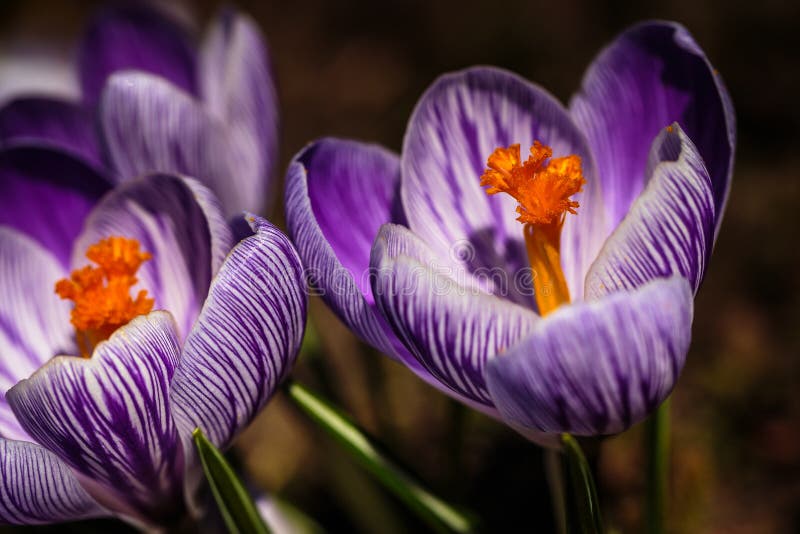 Dutch crocus stock photo. Image of macro, flora, king - 51023192