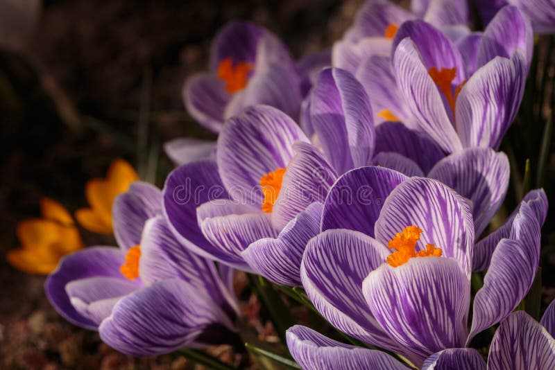 Dutch crocus stock image. Image of flower, landscape - 51023211