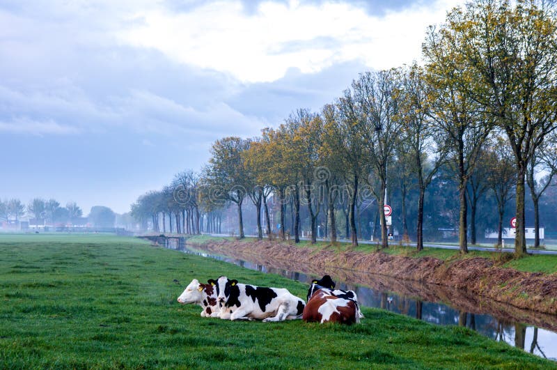 Dutch dairy cow grazing stock image. Image of cattle - 40298615