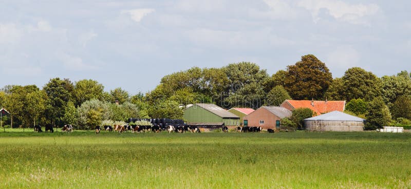 Dutch dairy farm with cows stock image. Image of dairy - 20657887