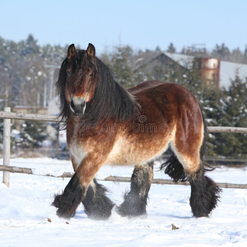 Dutch Draught Horse with Long Mane Running in Snow Stock Photo - Image ...