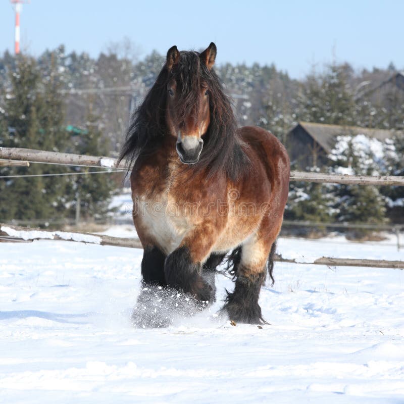 Dutch Draught Horse with Long Mane in the Snow Stock Image - Image of ...