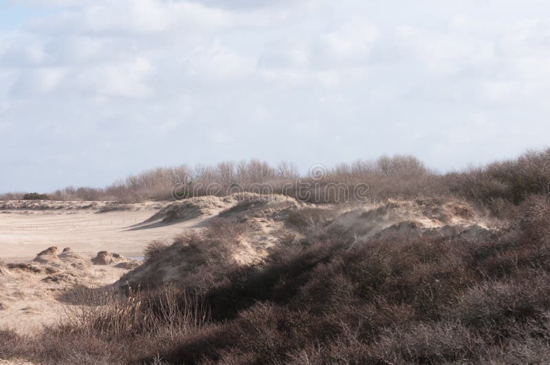 Dutch Dunes stock image. Image of sand, plant, rural - 85426763