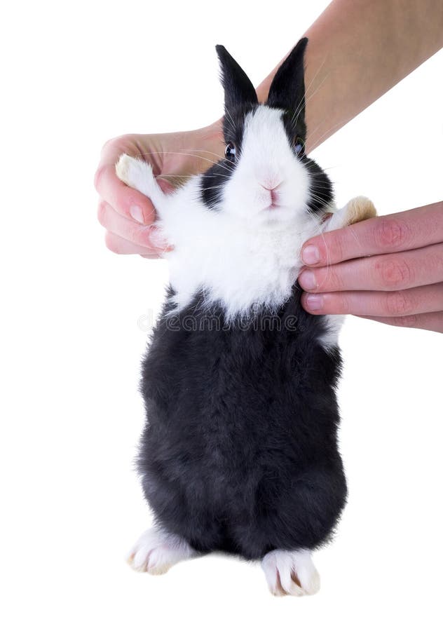 Dutch Dwarf Rabbit in Children S Hands. Visible Big Cheeks Stock Image ...