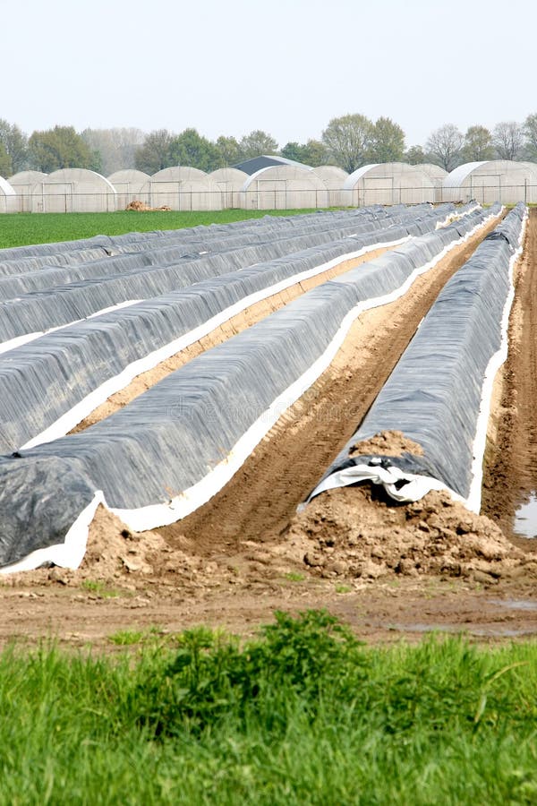 Dutch Farm and Asparagus Field Stock Image - Image of europe, outdoors ...