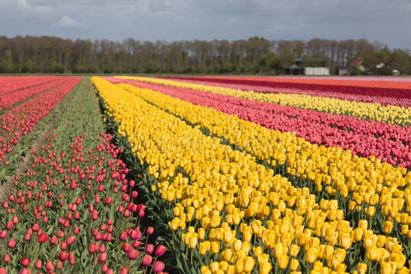 Dutch Farmland with Windmills Along the Stock Image - Image of nature ...