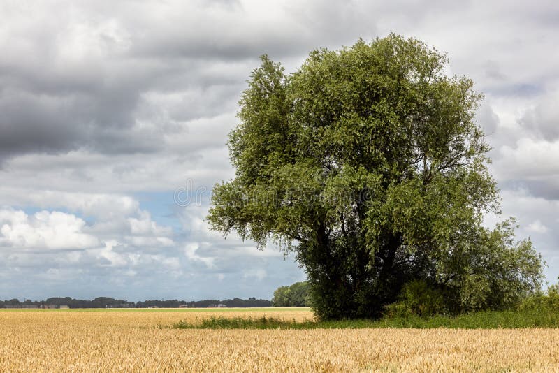Dutch Farmland in Groningen with Corn Field and Ash Tree Stock Image ...