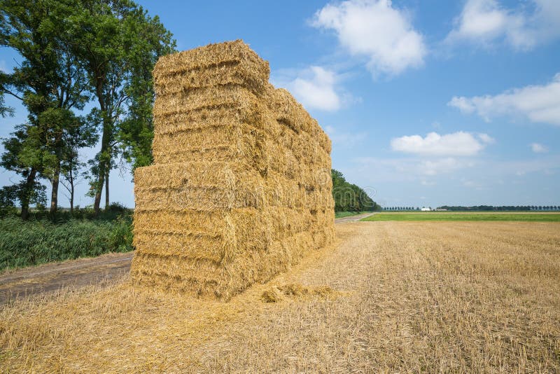 Dutch Farmland with Haystack at Harvested Wheat Field Stock Photo ...