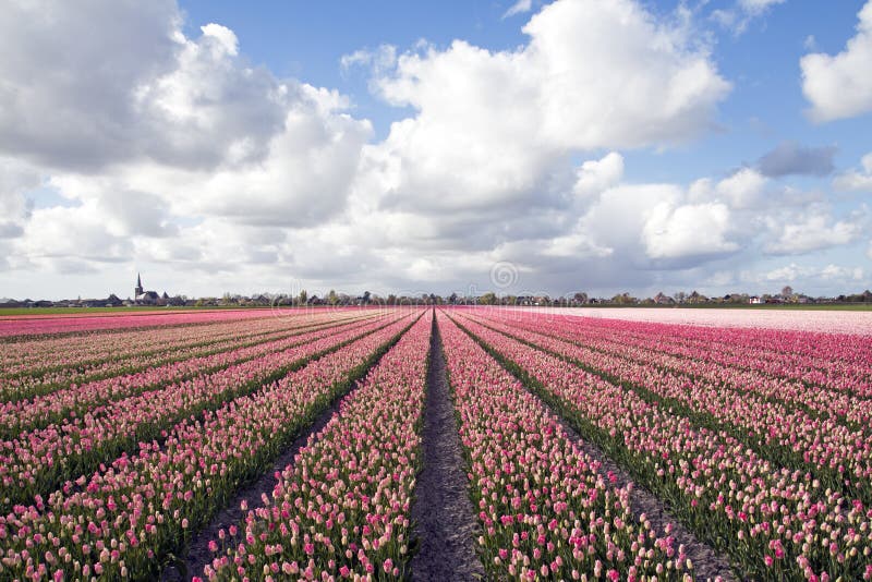 Dutch Field with Pink Flowering Tulips Stock Photo - Image of freshness ...
