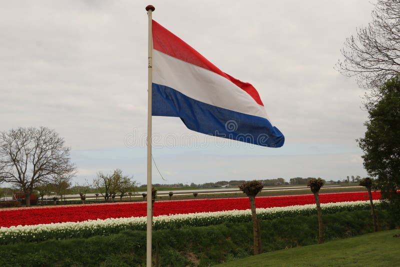 Dutch flag landscape stock photo. Image of national - 247769290