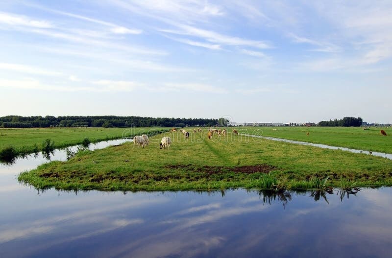 Dutch Flat Landscape with Cows and Grass Fields Stock Image - Image of ...