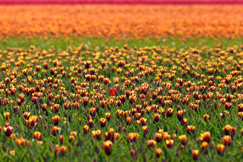 Dutch Flower Field with Colorful Tulips Stock Image - Image of nature ...