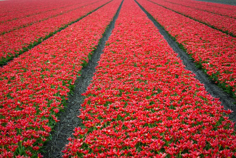 Dutch flower fields stock image. Image of landscape - 124039277