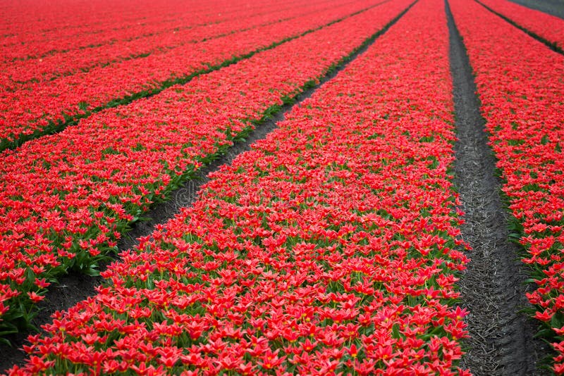 Dutch flower fields stock image. Image of spring, famous - 124039287