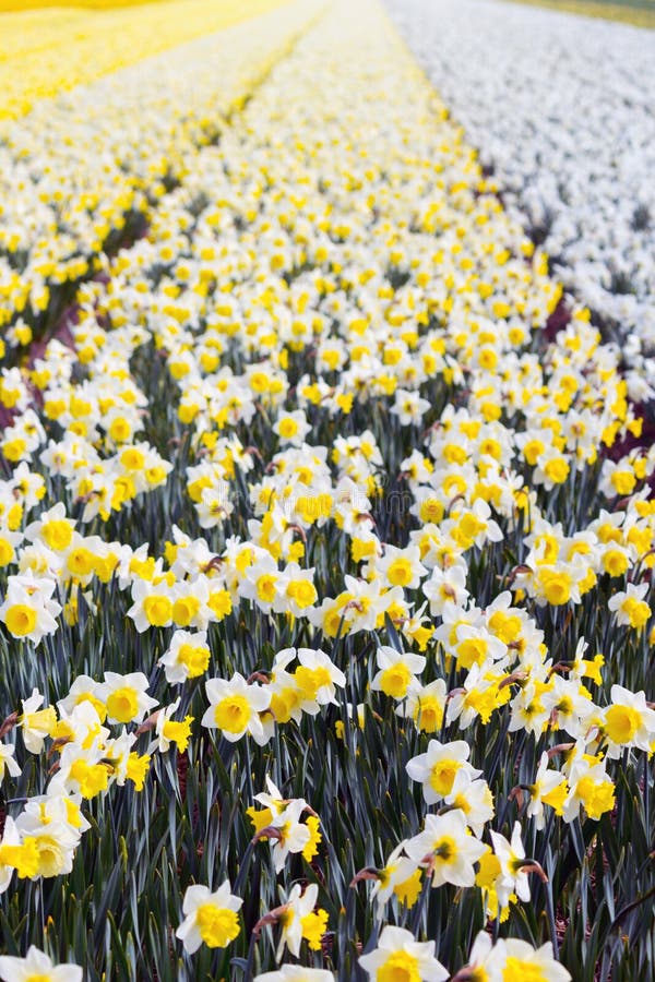 Dutch flower fields stock image. Image of beautiful - 114794043