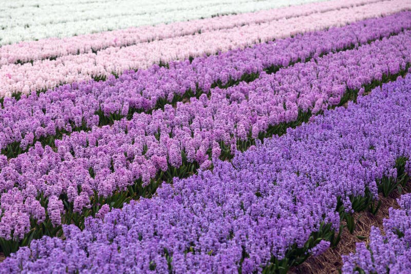 Dutch flower fields stock image. Image of fresh, flowering - 114794113
