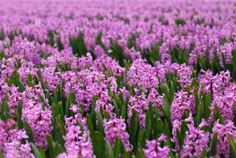 Dutch flower fields stock image. Image of natural, blossom - 135319331