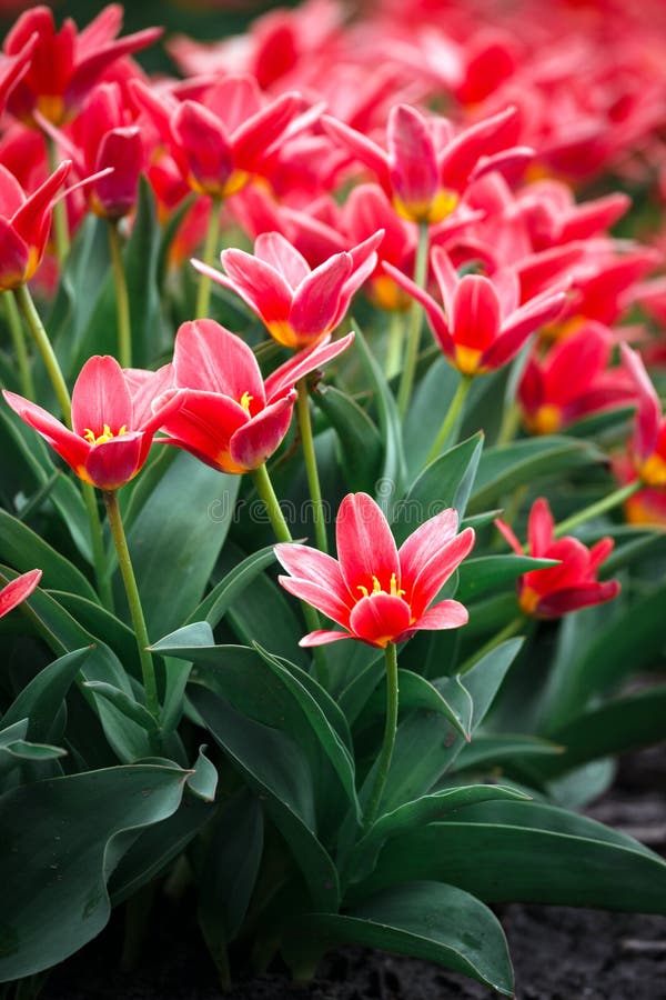Dutch flower fields stock image. Image of industry, flora - 213920417