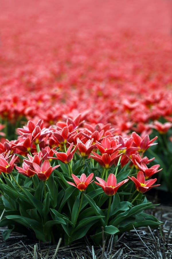 Dutch flower fields stock photo. Image of color, dutch - 213920422