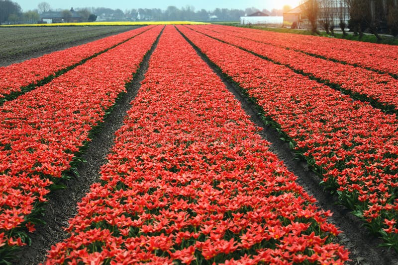 Dutch flower fields stock photo. Image of dutch, plant - 213920426