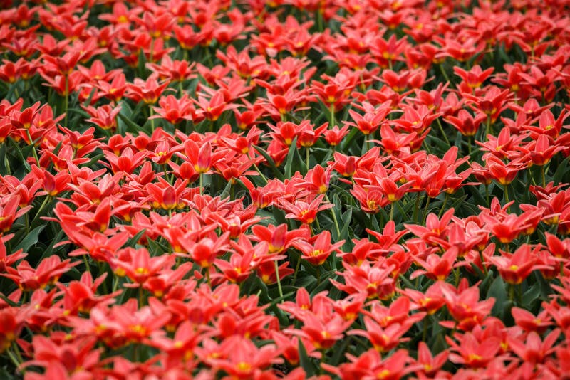 Dutch flower fields stock image. Image of farm, amsterdam - 213920429
