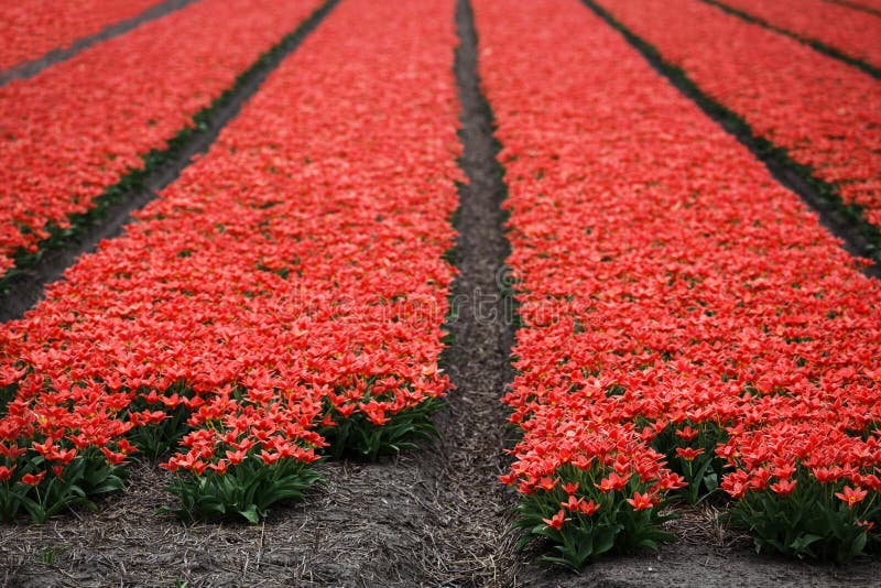 Dutch flower fields stock image. Image of netherlands - 213920433