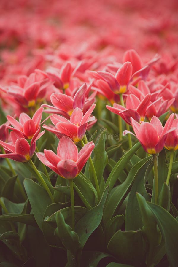 Dutch flower fields stock image. Image of beautiful - 135319283