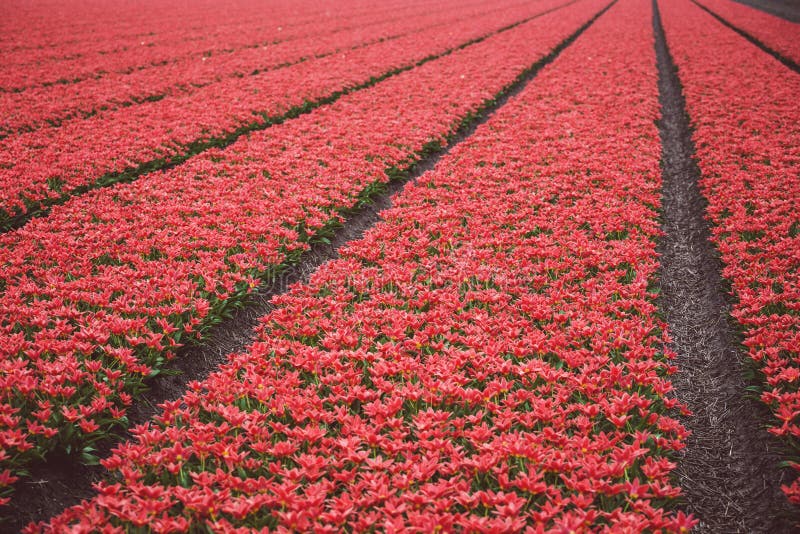 Dutch flower fields stock image. Image of industry, green - 135319295