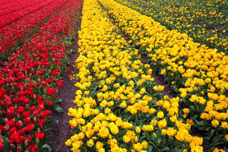 Dutch flower fields stock photo. Image of color, garden - 114793756