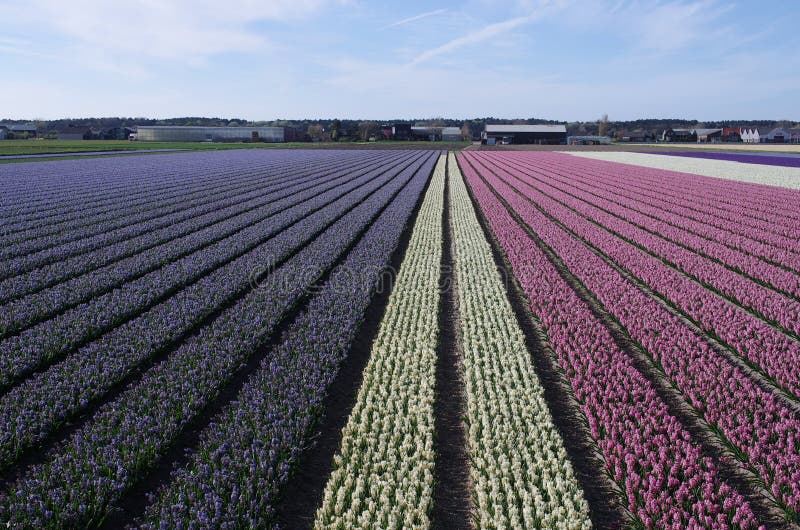 Dutch Flower Fields in Spring Editorial Photo - Image of hyacinths ...