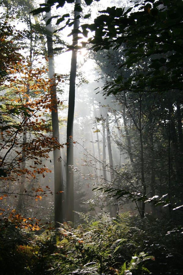 Dutch forest in autumn stock image. Image of beautiful - 7506397