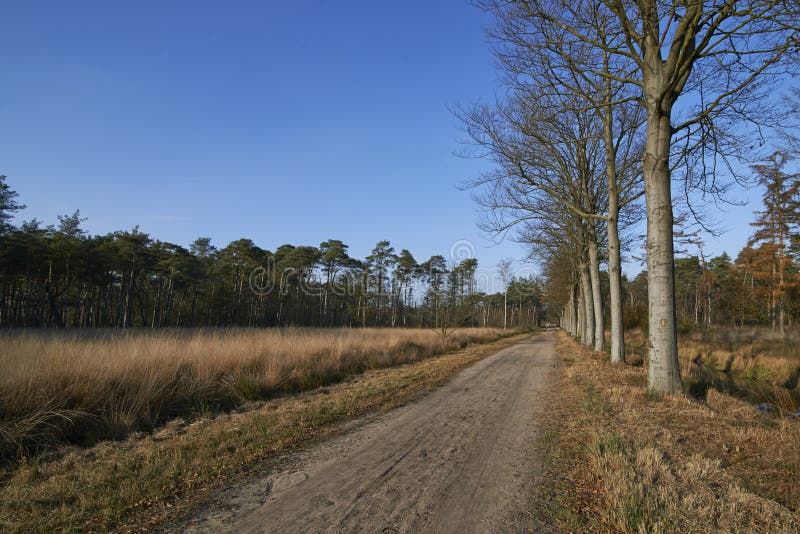 Dutch Forest in Autumn on a Sunny Day with Blue Sky and Beautiful Sun ...